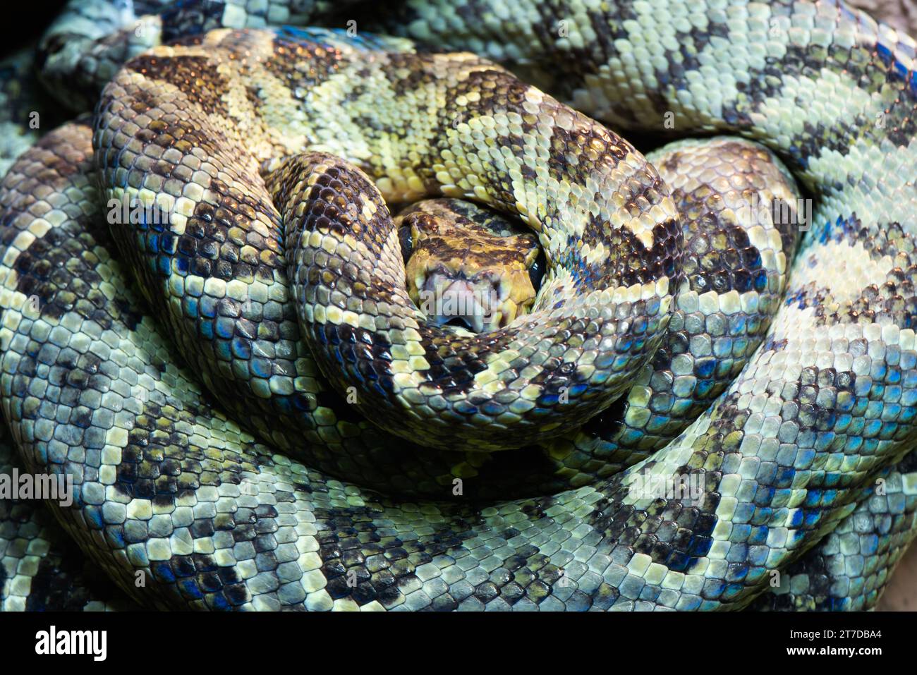 Indian constrictor snake hi-res stock photography and images - Alamy