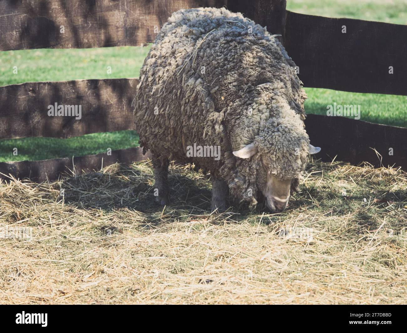 Rich Fur Sheep Eating in the Corral Stock Photo - Alamy