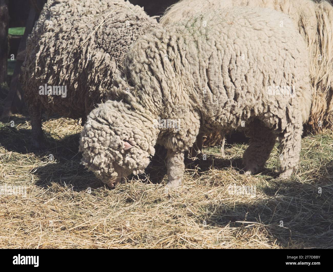 Rich Fur Sheep Eating in the Corral Stock Photo - Alamy