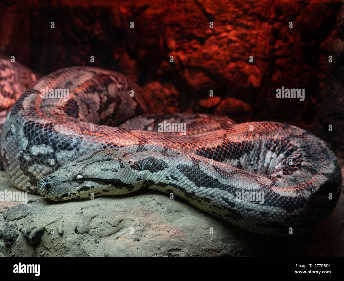 dumerils ground boa lying on a red background Stock Photo - Alamy
