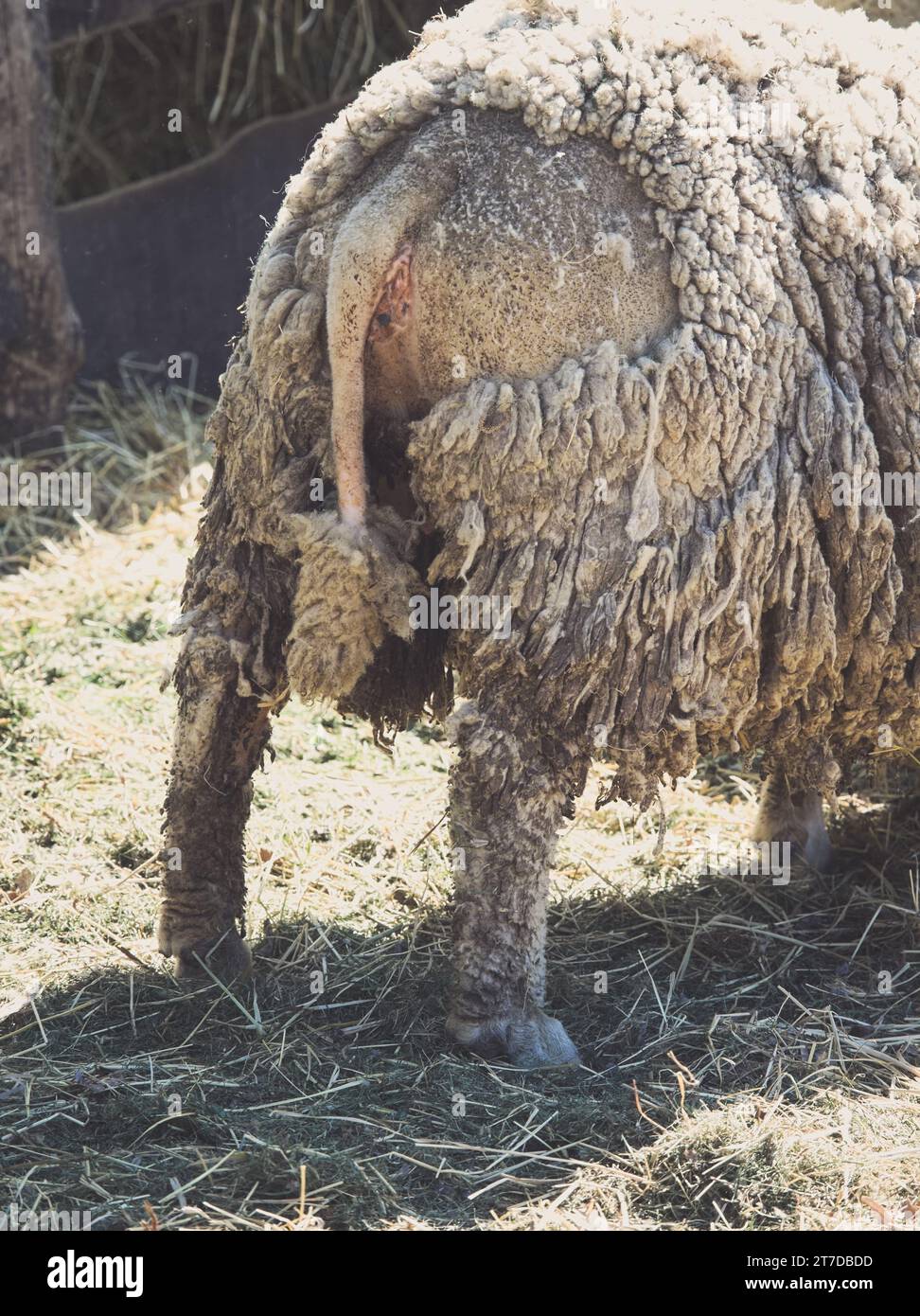 Dirty Rich Fur Sheep Rear Close-up View Stock Photo - Alamy