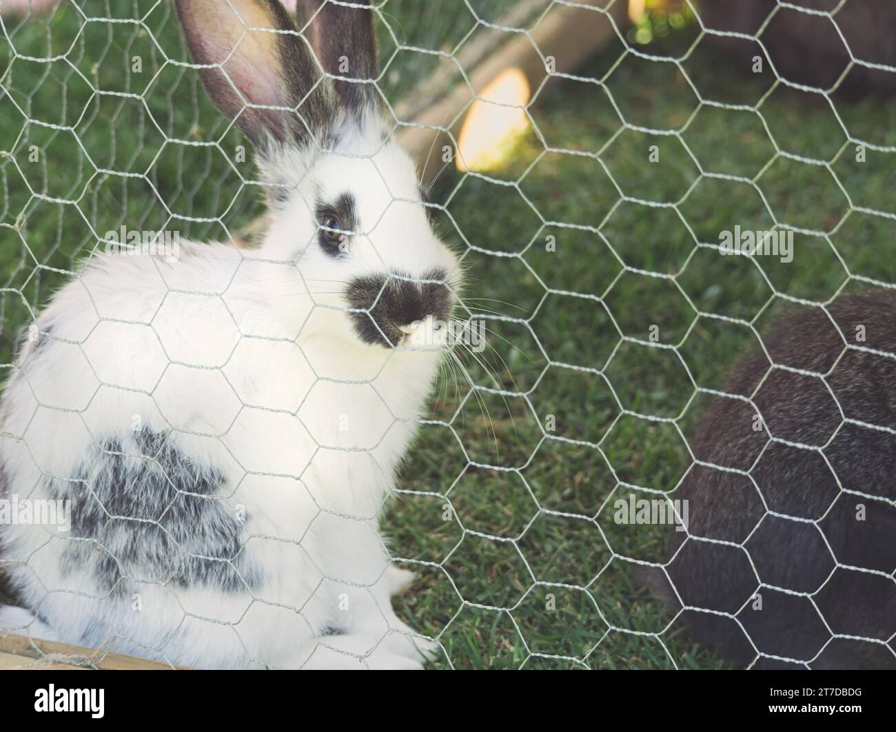 Pet rabbit cage hi-res stock photography and images - Alamy
