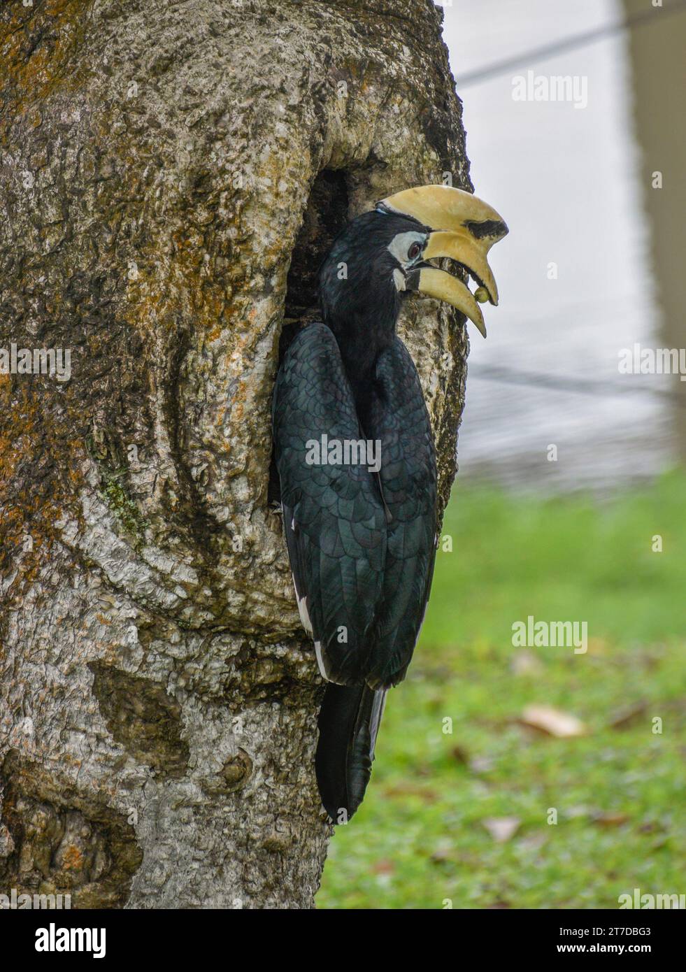 Oriental pied hornbill protecting its nest in a tree trunk in Jurong ...