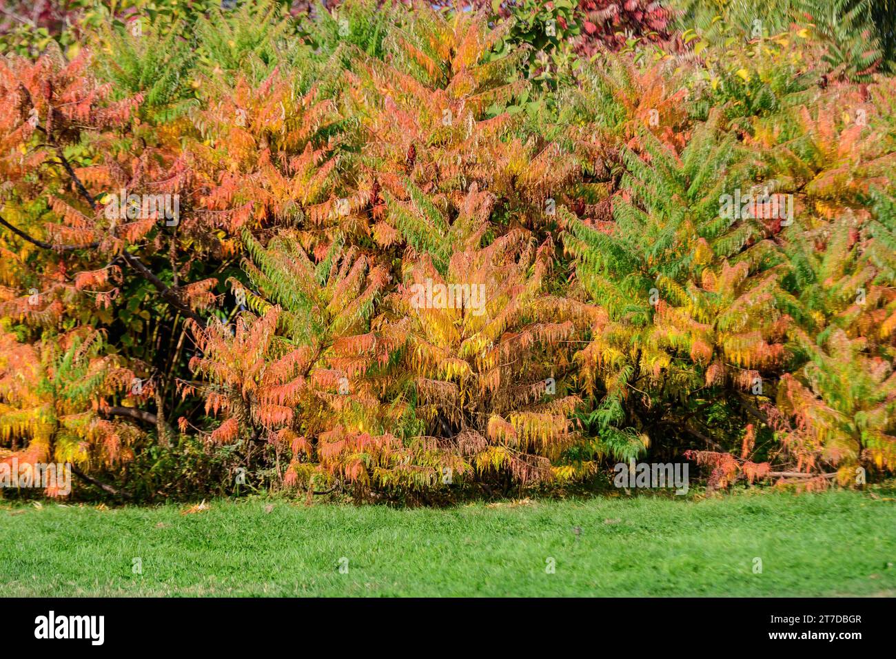 Minimalist monochrome background with large red and orange leaves and ...