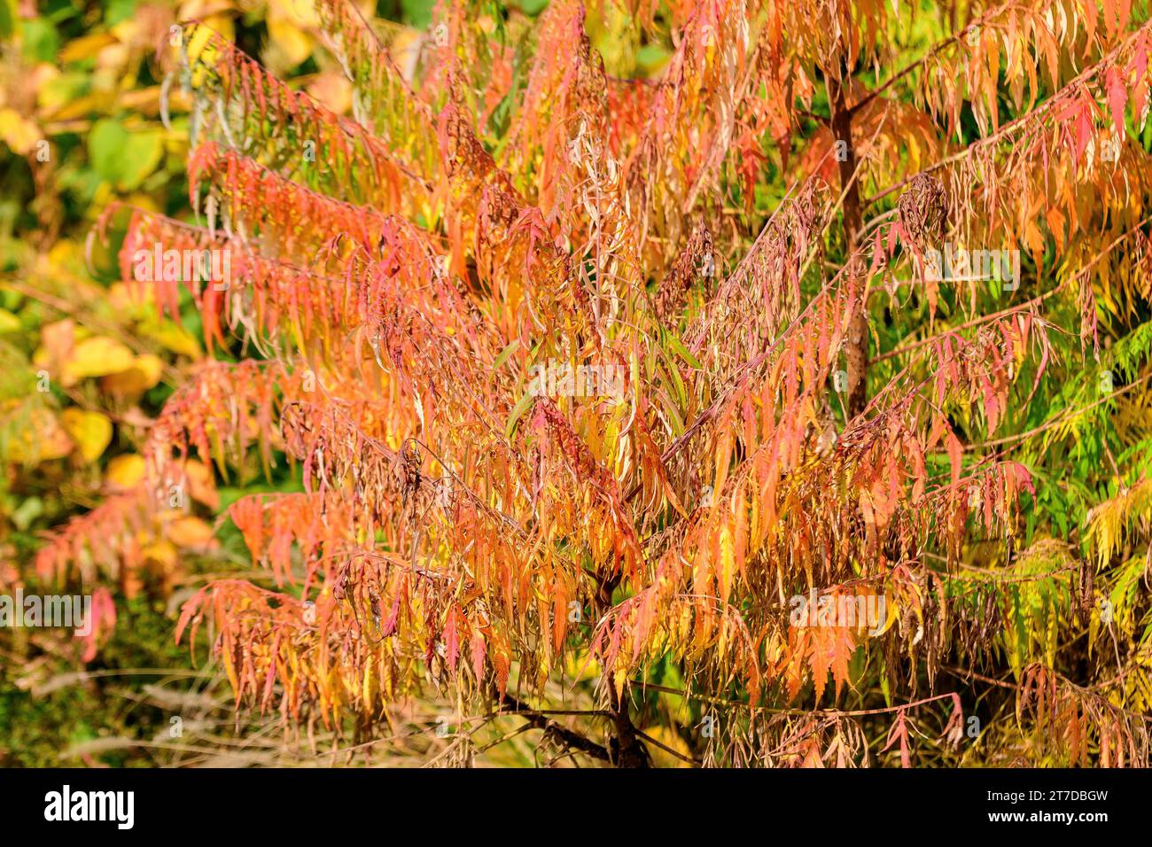 Minimalist monochrome background with large red and orange leaves and ...