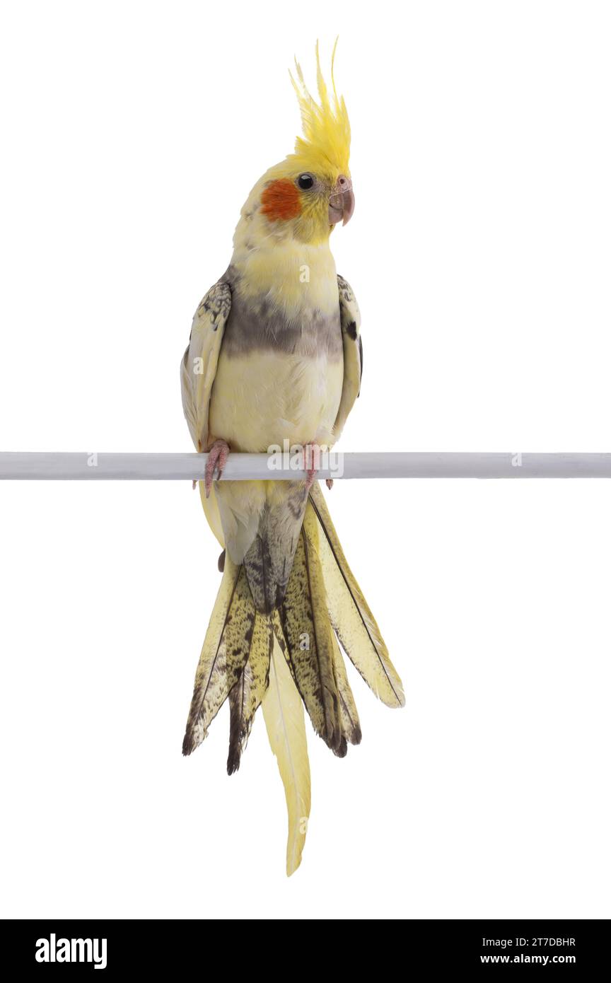 parrot corella isolated on white background Stock Photo - Alamy