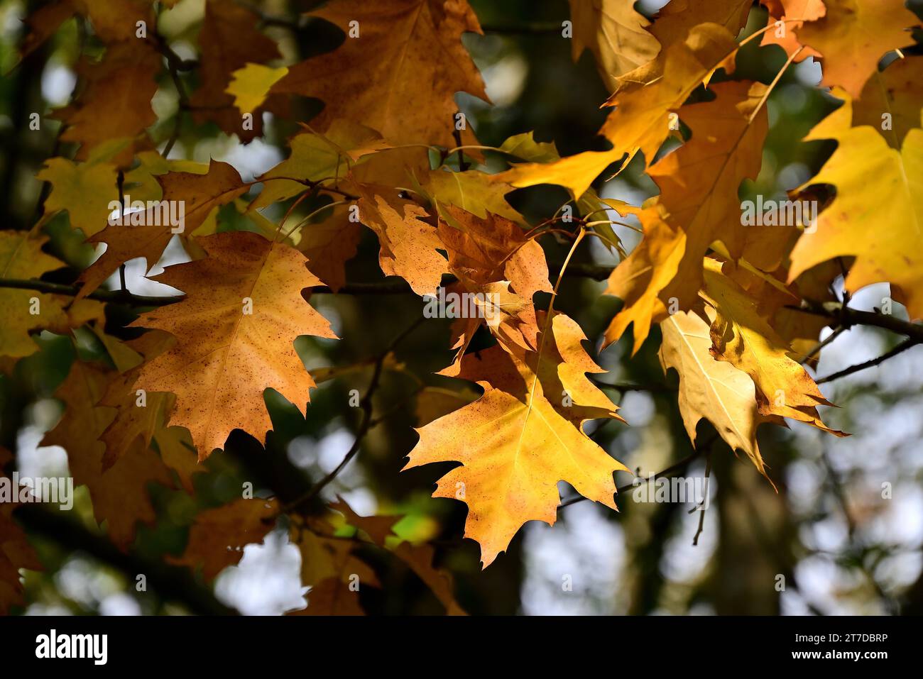 Around the UK - Colours of Autumn Stock Photo - Alamy