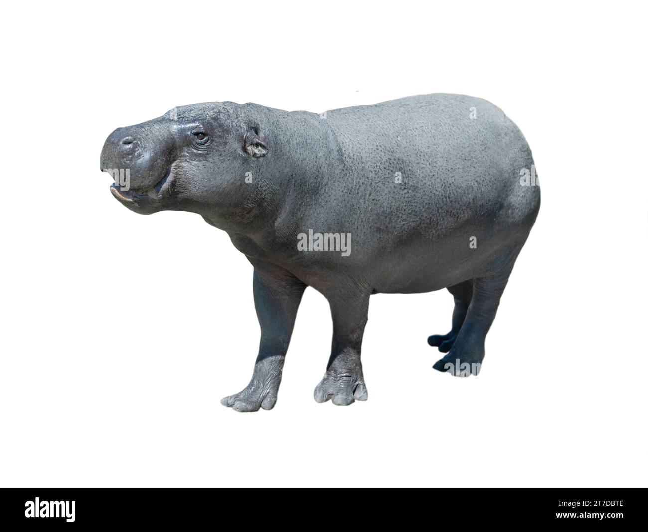 pygmy hippopotamus isolated on white background Stock Photo - Alamy