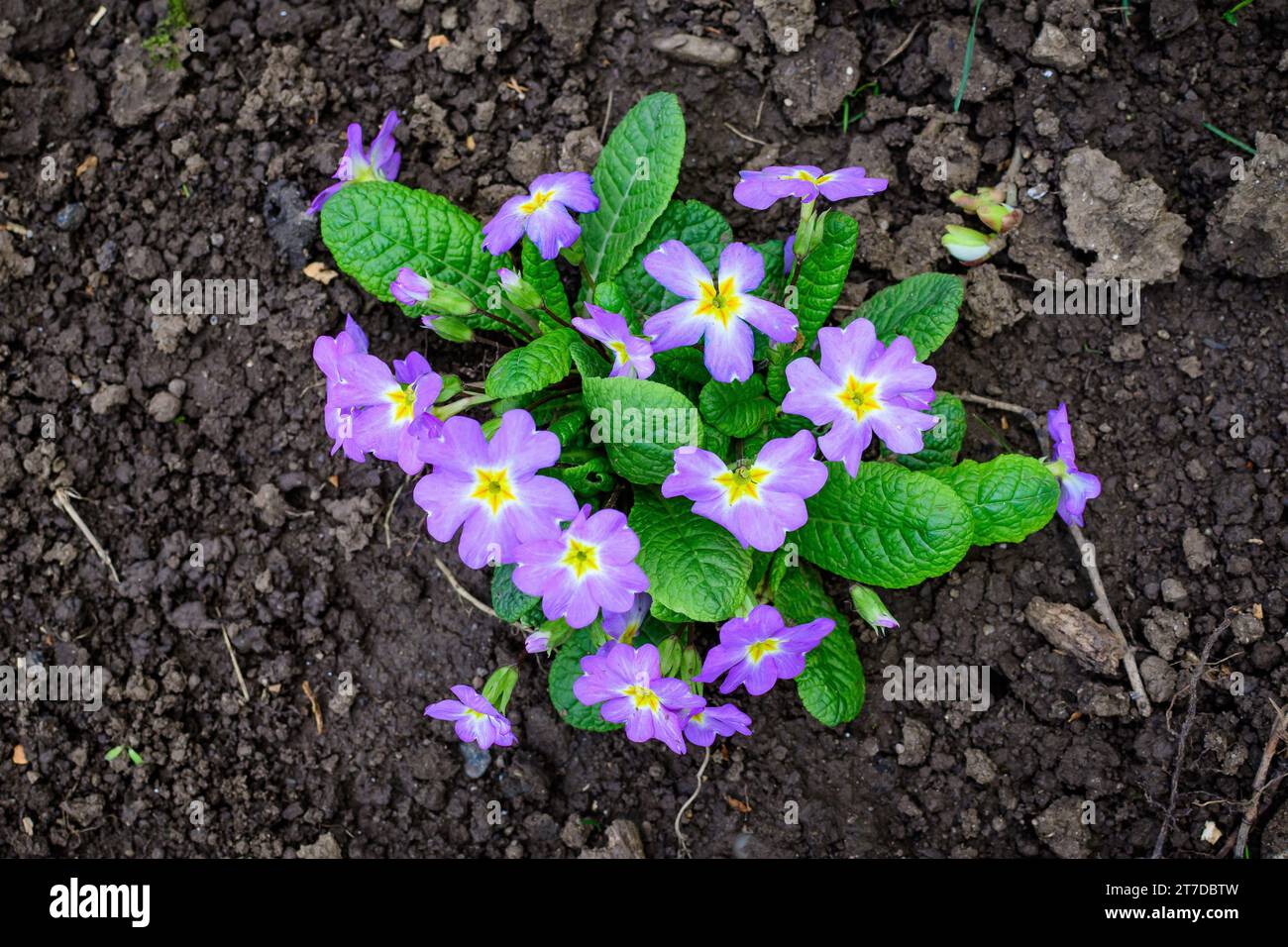 Many light purple flowers of primula plant also known as cowslip or ...
