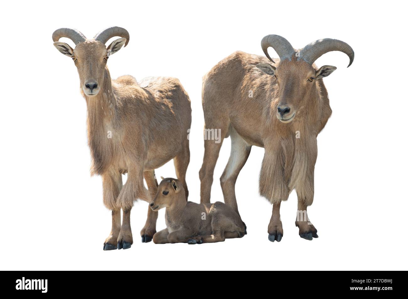 Big black sheep stands on hi-res stock photography and images - Alamy