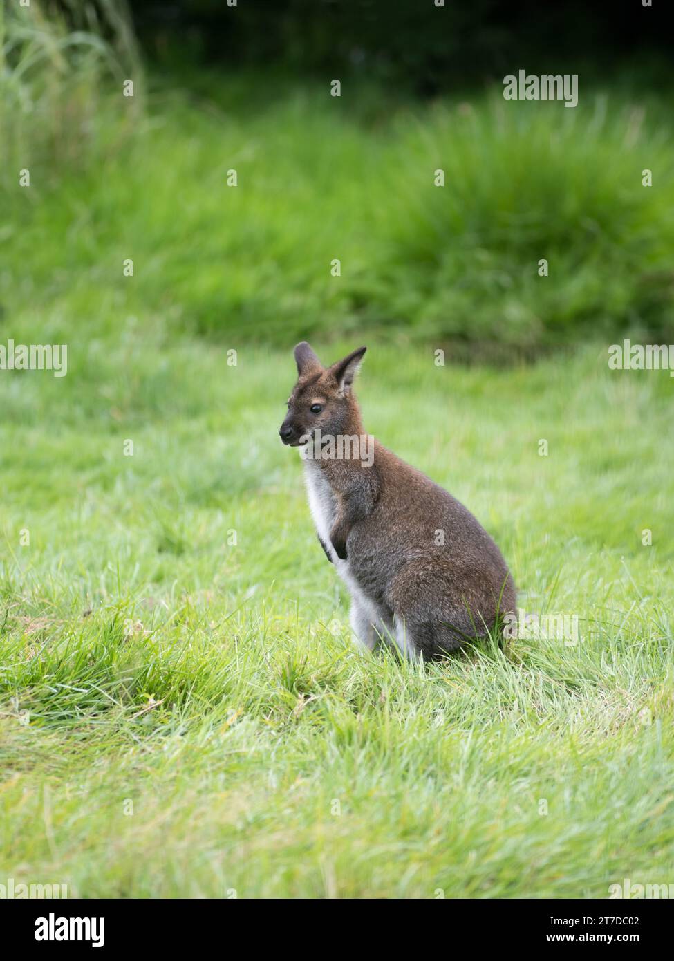 Wallaby standing on grass hi-res stock photography and images - Alamy