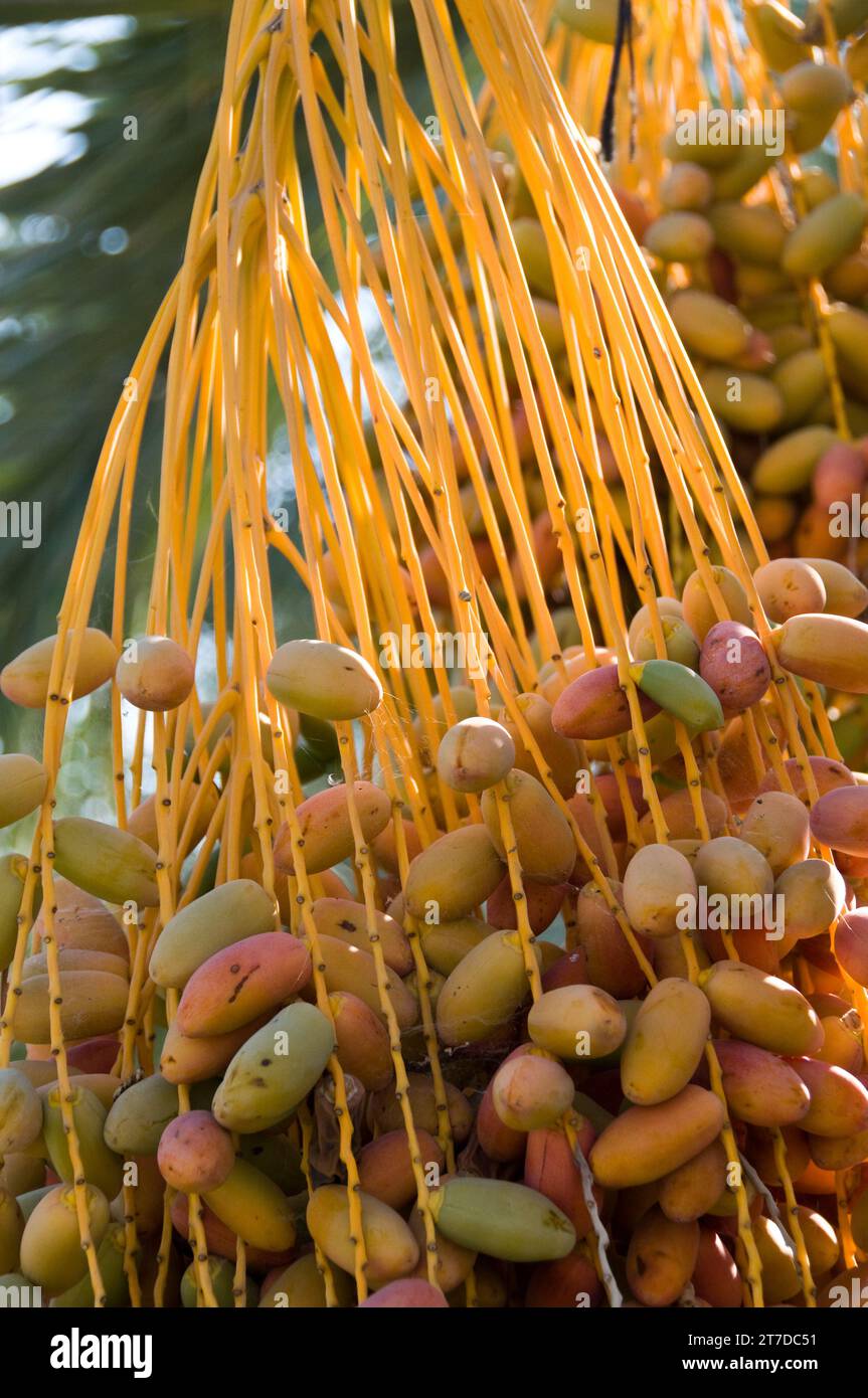 A cluster of ripe dates hangs from a palm tree in an orchard in Israel ...