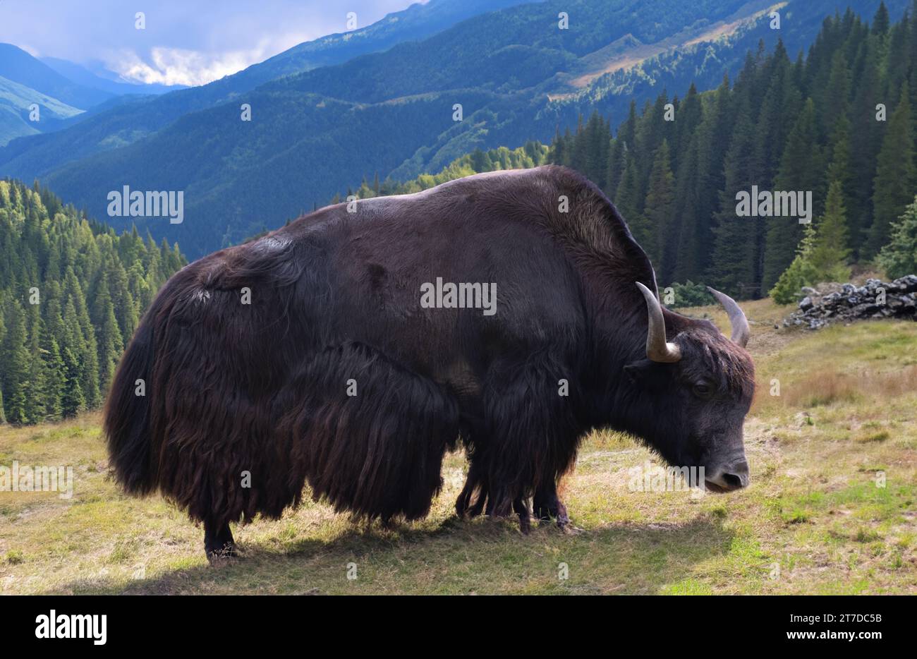 High yak hi-res stock photography and images - Alamy