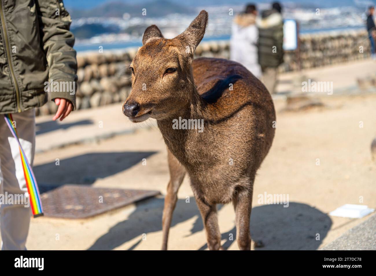 Deer relax in sunshine in the Miyajima on New Year Japanese Hatsumode ...