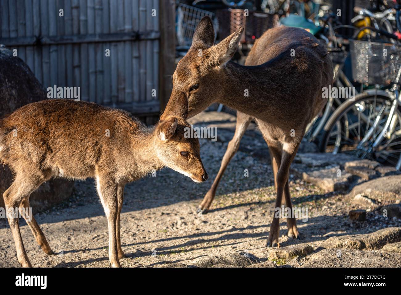 Deer relax in sunshine in the Miyajima on New Year Japanese Hatsumode ...