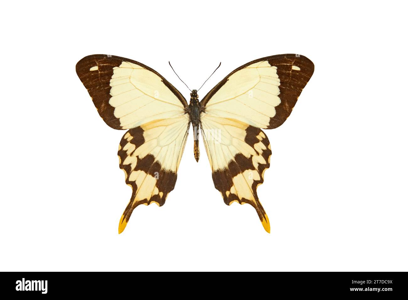 African swallowtail hi-res stock photography and images - Alamy