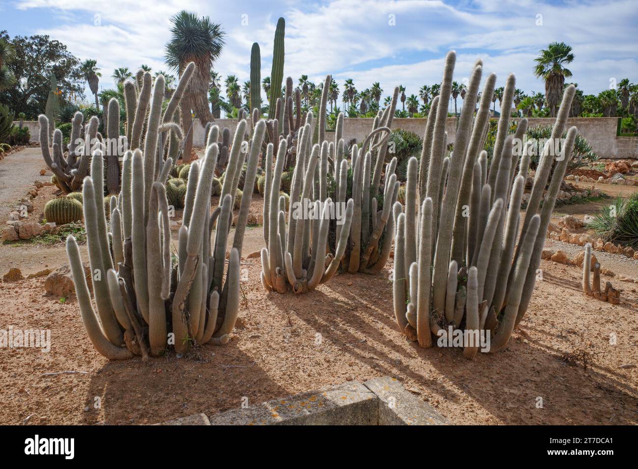 Mallorca, Spain - Nov 1, 2023: Cacti and exotic plant species at the ...