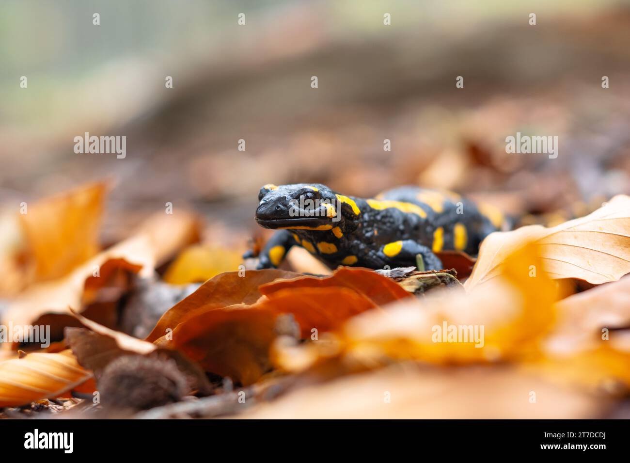 Spotted adult fire salamander in orange leaves in autumn forest ...