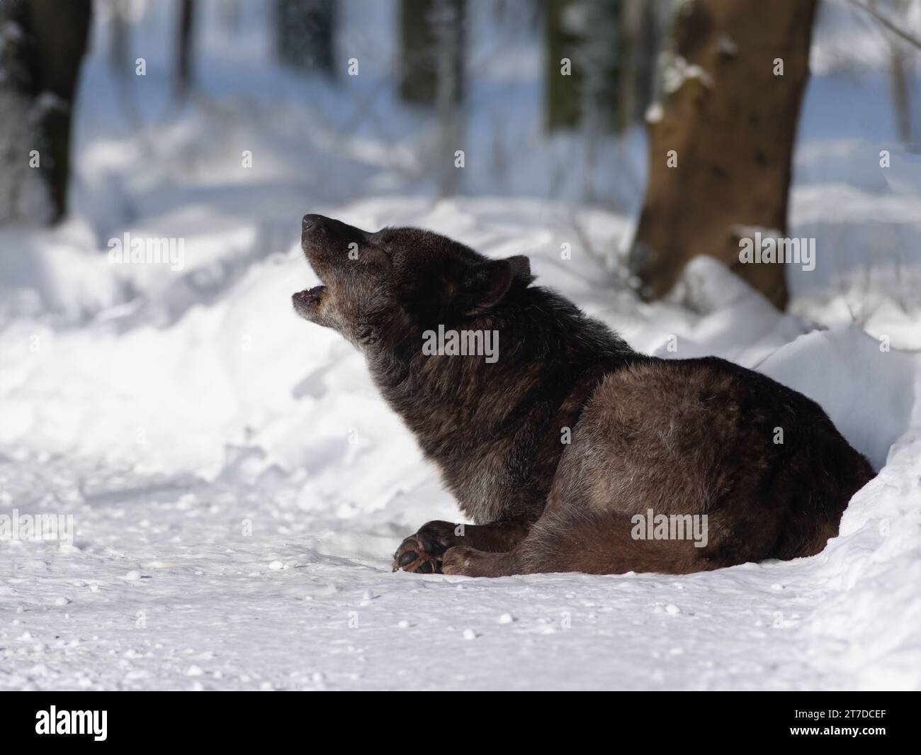 Canadian howling wolf hi-res stock photography and images - Alamy