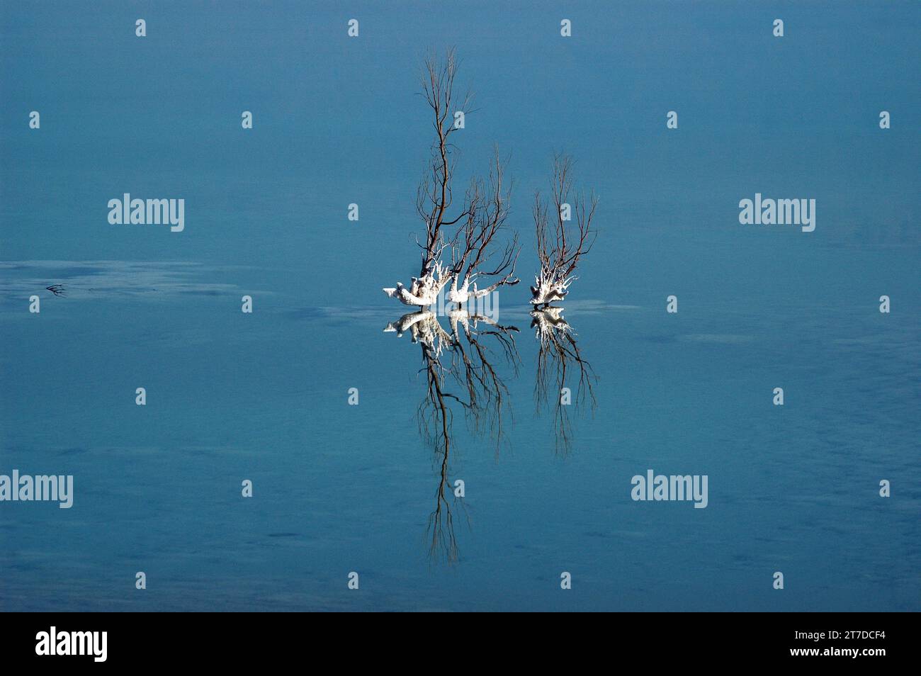 Perfect symmetrical reflection of a plant growing in the Dead Sea with ...