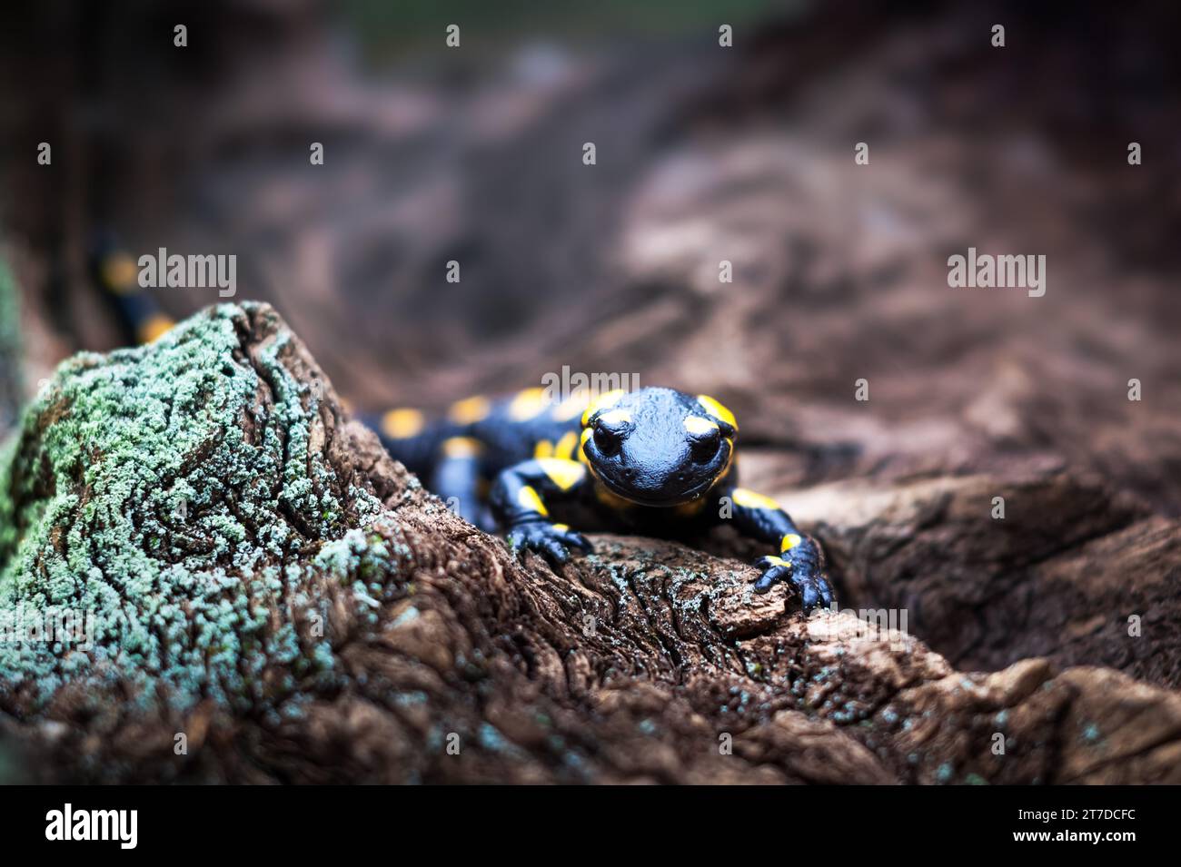 Spotted fire salamander stands out on a moss-covered tree stump in the ...