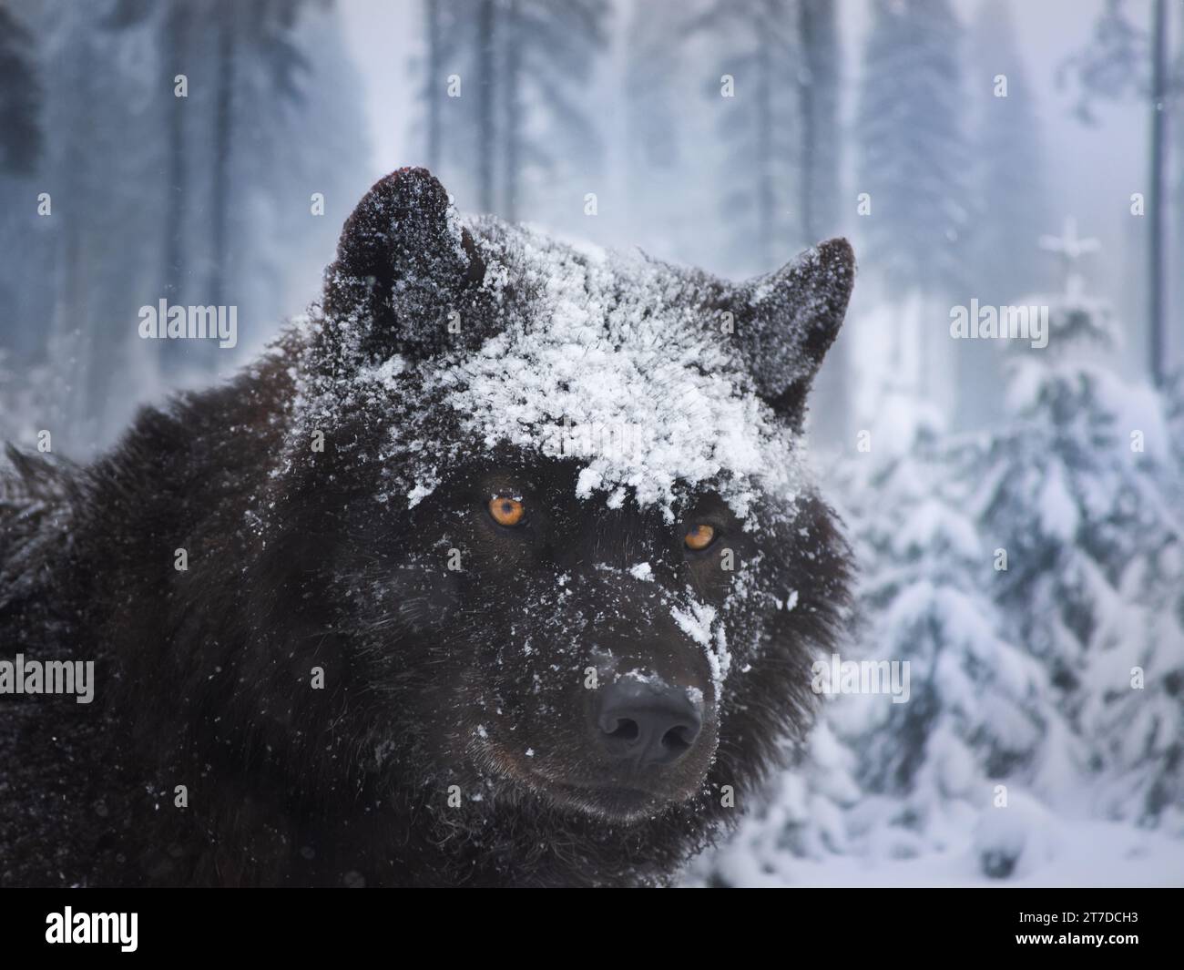 portrait of a black canadian wolf in the forest during a snowfall Stock ...