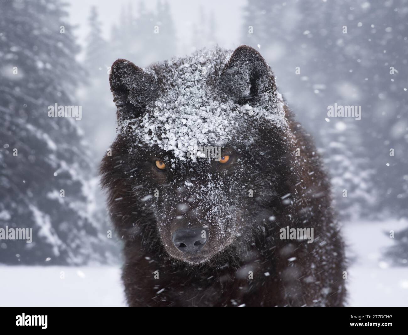 Canadian wolf leading through the forest during a snowfall Stock Photo ...