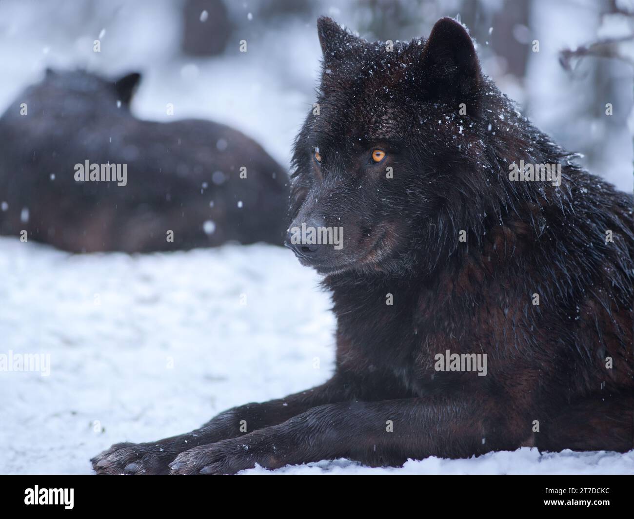 portrait of a black canadian wolf in the forest during a snowfall Stock ...