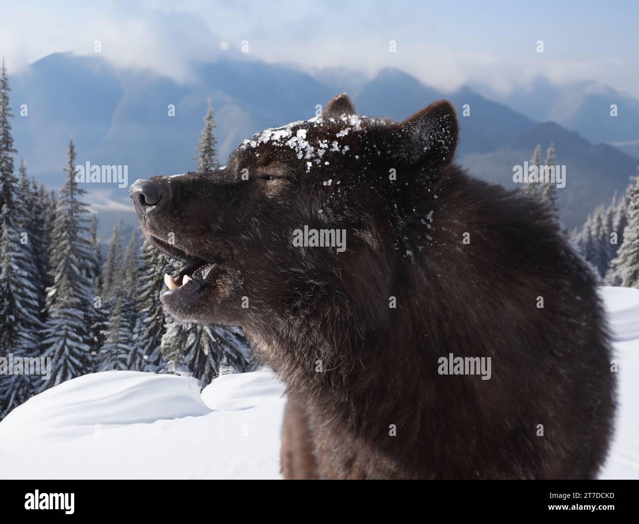 portrait of a black canadian wolf in the forest Stock Photo - Alamy