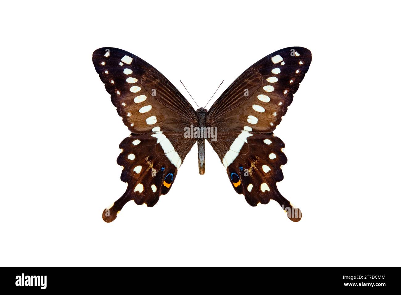 Tanzania butterfly Cut Out Stock Images & Pictures - Alamy