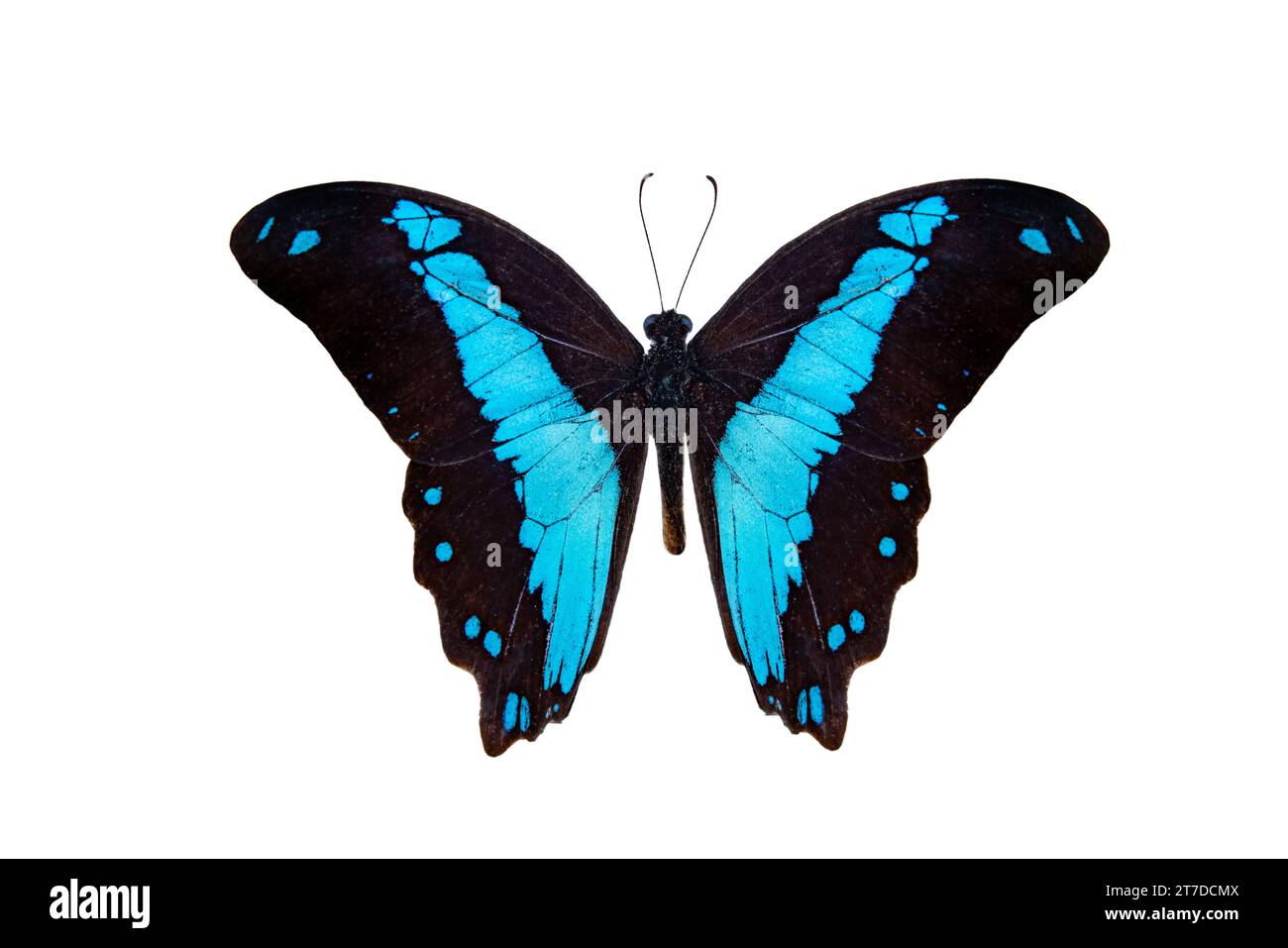 Papilio chrapkowskoides (papilio bromius) isolated on a white ...