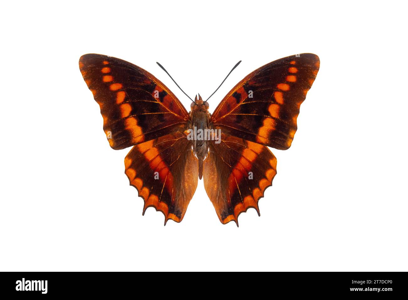 common red charaxes (charaxes lucretius) isolated on a white background ...