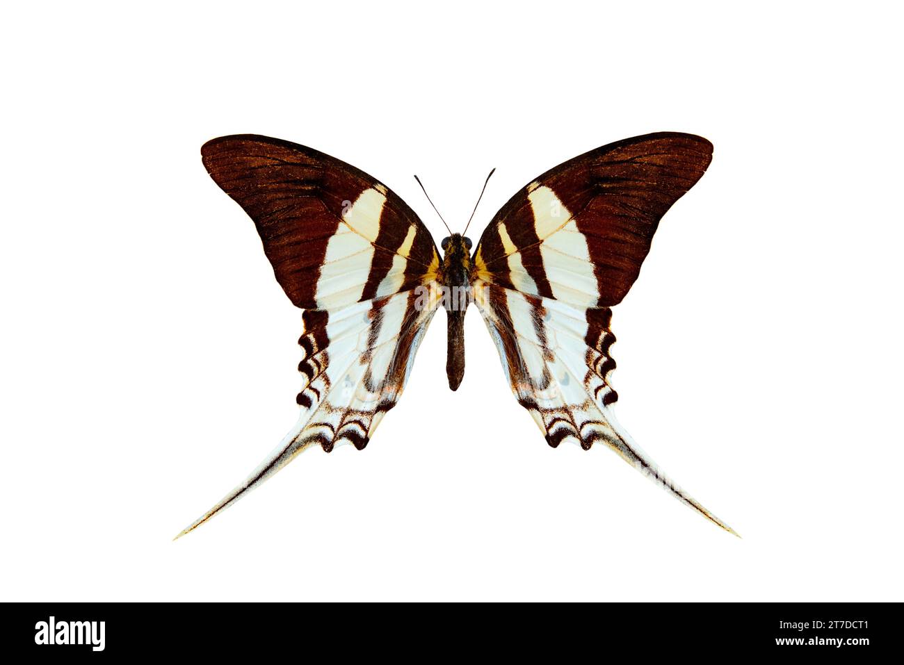 tabithsa swordtail (graphium dorcus) isolated on a white background ...