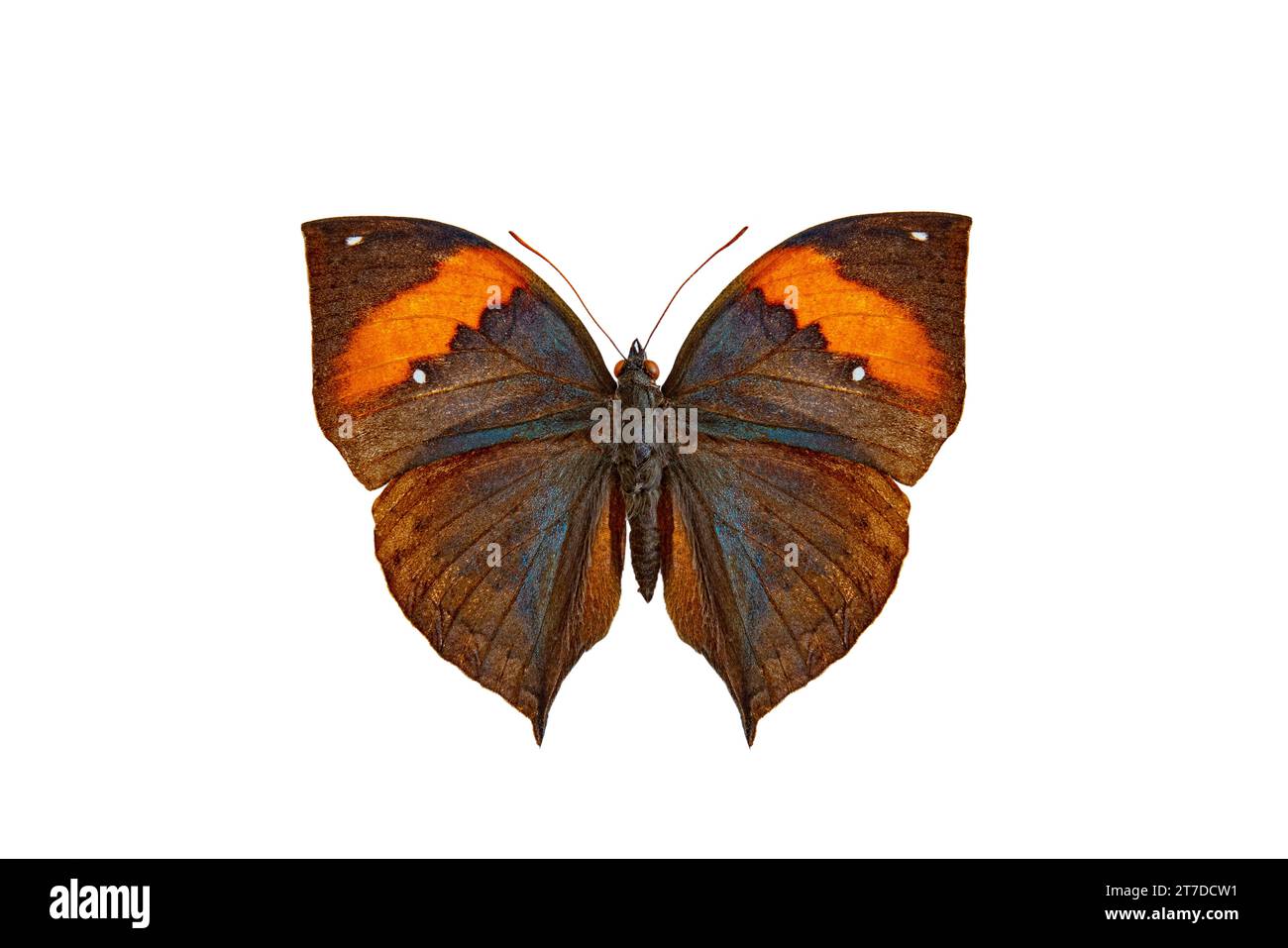 malayan leafwing (kallima paralekta) isolated on a white background ...