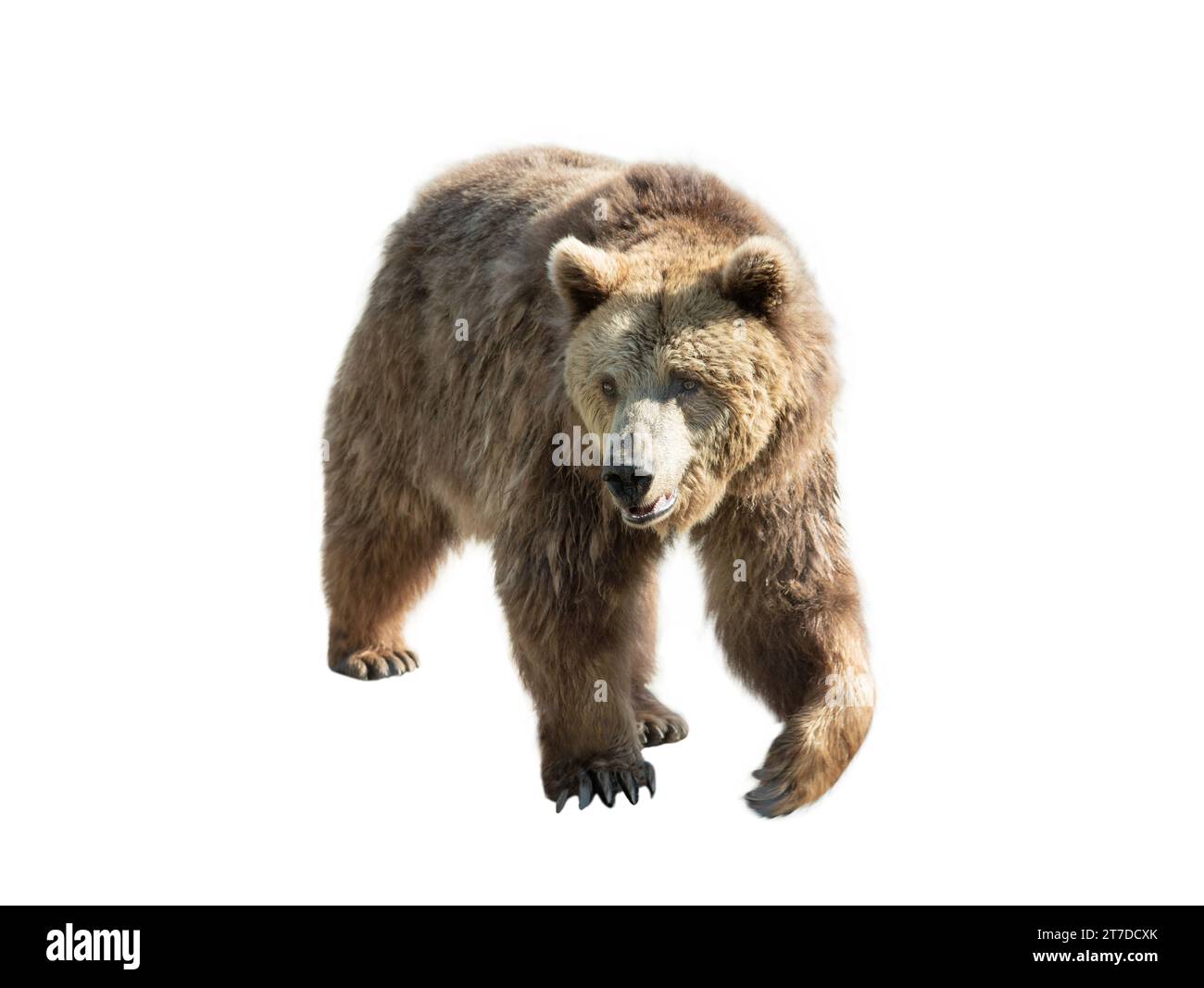 Grizzly Bear Cut Out Grizzly Bear Wikipedia