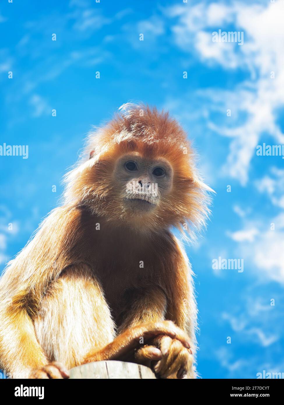 Trachypithecus auratus auratus hi-res stock photography and images - Alamy