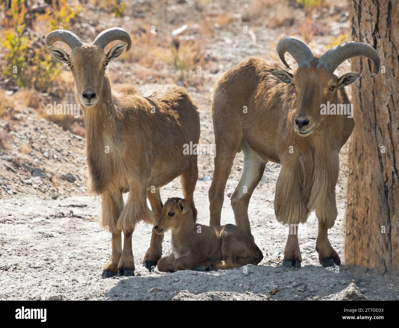 Barbary sheep standing on rocky hi-res stock photography and images - Alamy