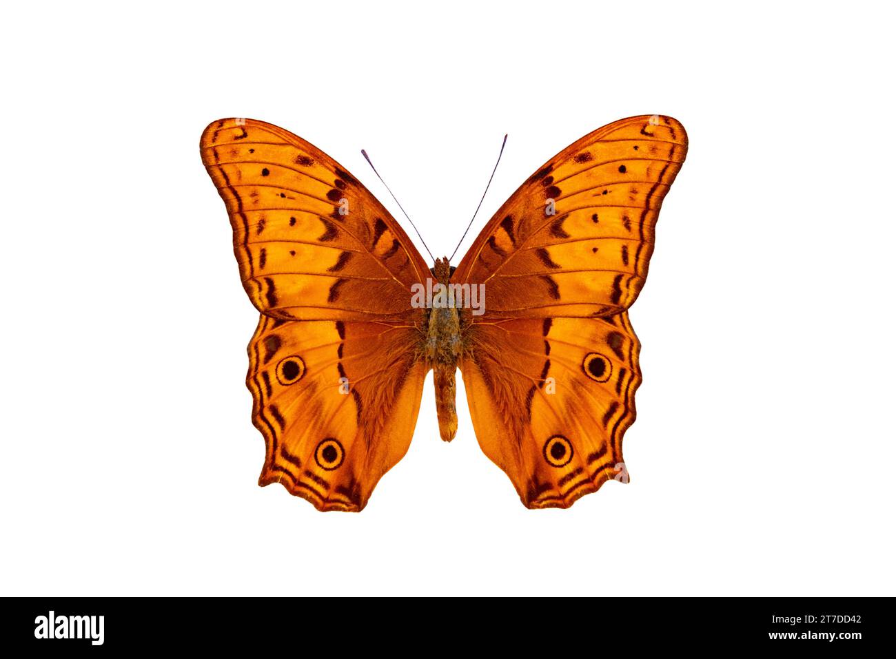 common cruiser butterfly (vindula erota) isolated on a white background ...