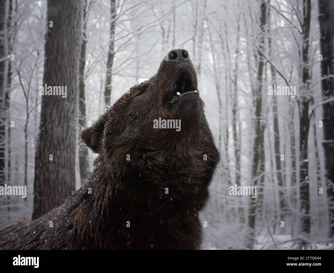 howling black canadian wolf in the winter in the forest during a ...