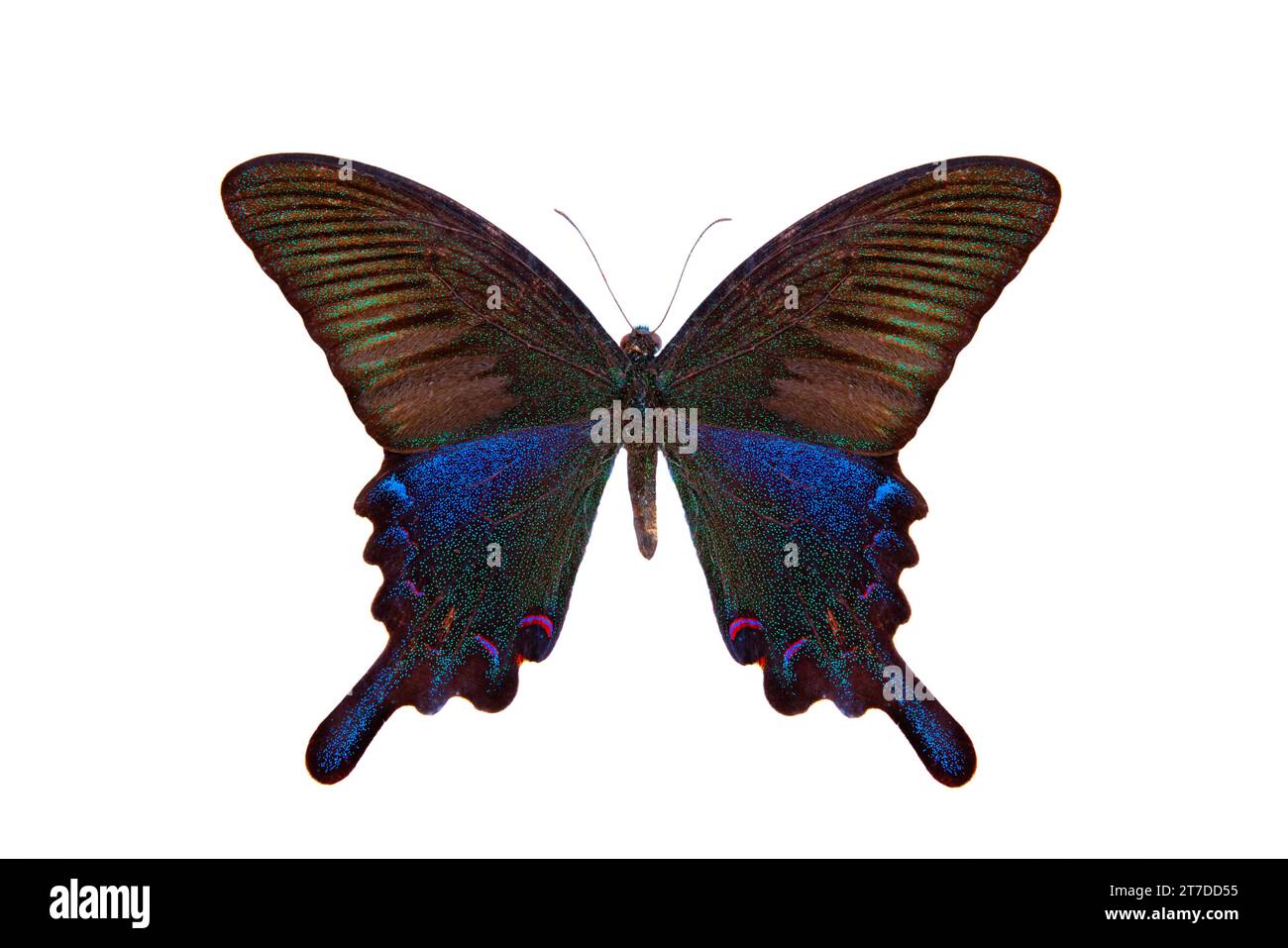 Southern chinese peacock hi-res stock photography and images - Alamy