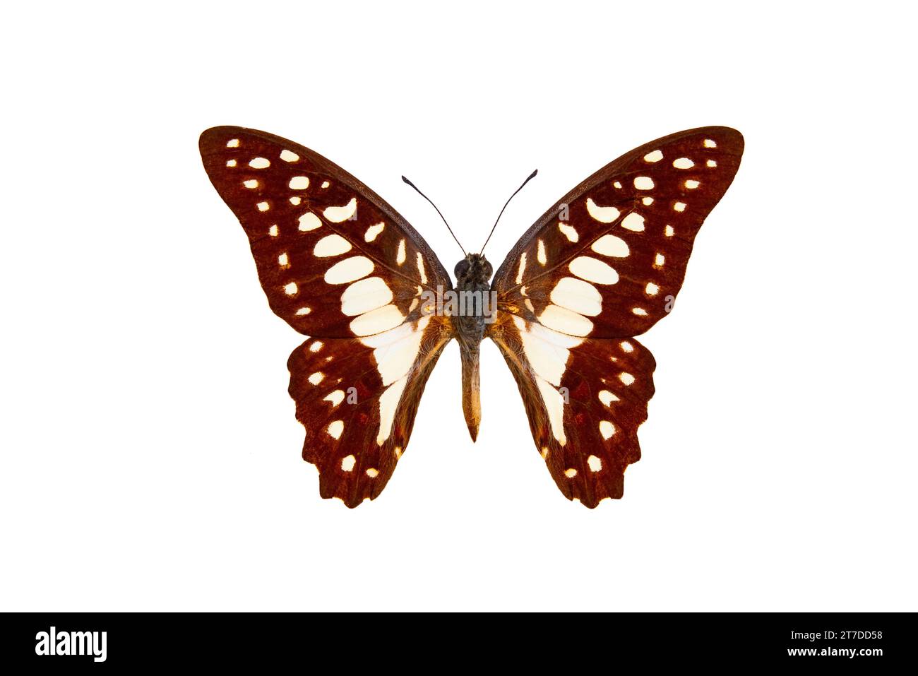 common jay butterfly (graphium doson) isolated on a white background ...