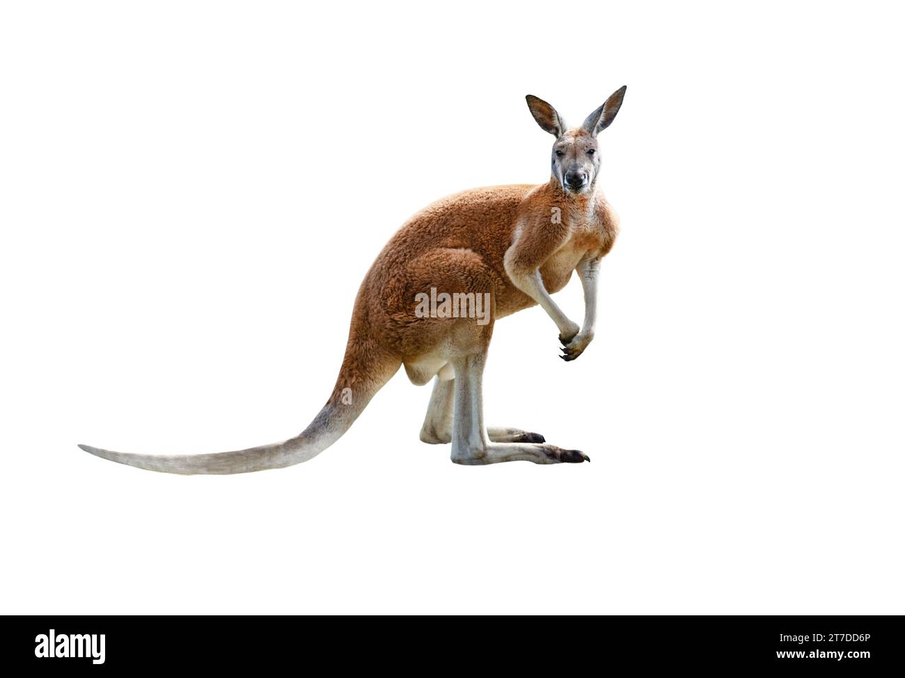 red kangaroo isolated on white background Stock Photo - Alamy