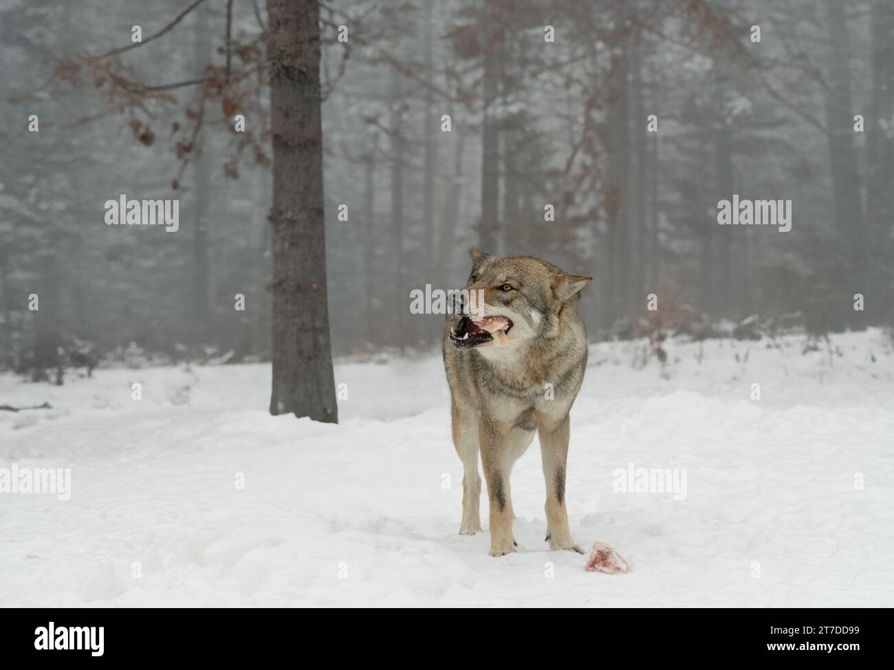 Gray wolf eating hi-res stock photography and images - Alamy