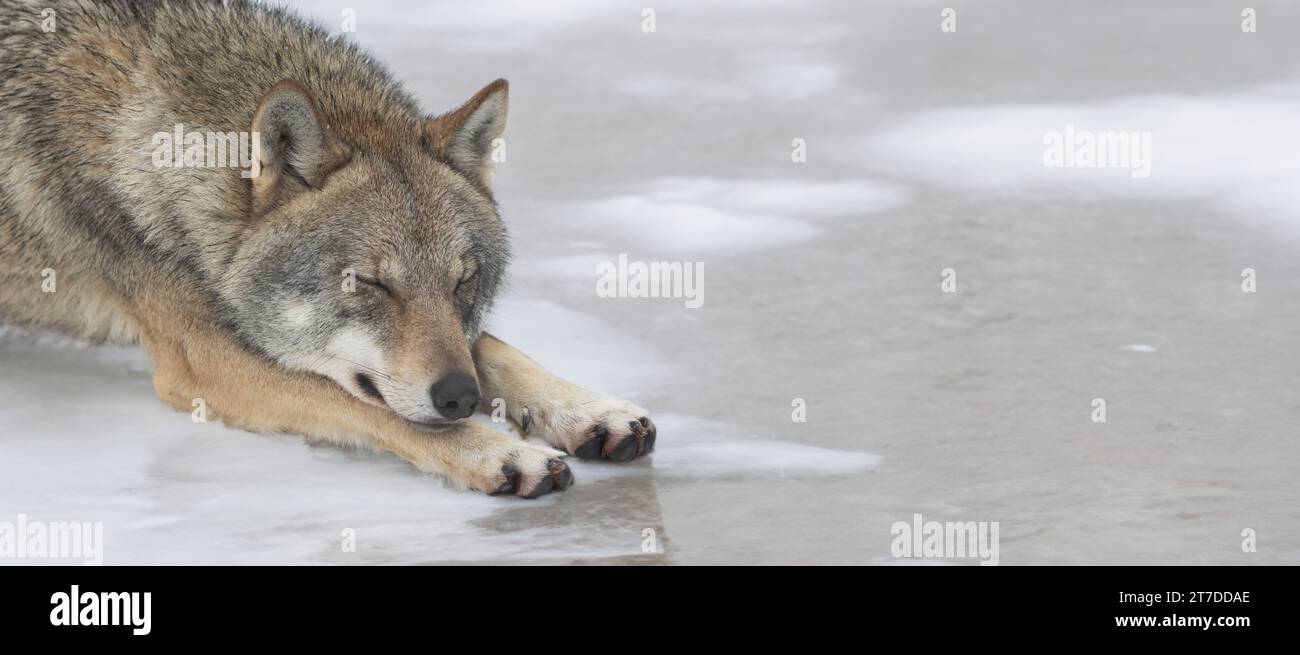 Gray wolf sleeping in the snow in spring Stock Photo - Alamy