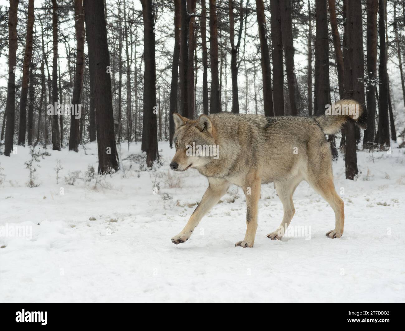 gray wolf walking on the road in the forest Stock Photo - Alamy