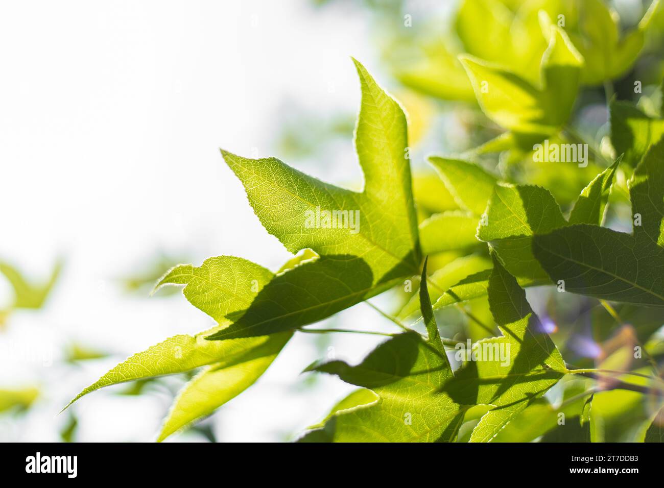 Green plant leaf chlorophyll photosynthesis. tree fresh lush nature ...