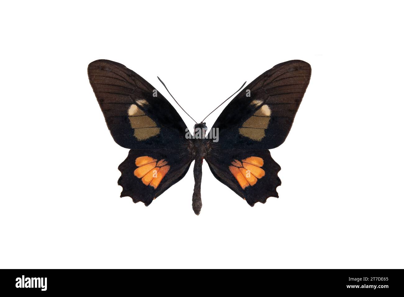 Iphidamas cattleheart (parides iphidamas), butterfly isolated on a ...