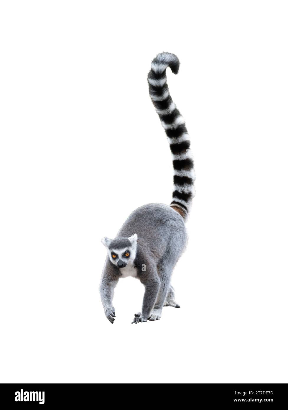 Ring tailed lemur black Cut Out Stock Images & Pictures - Alamy