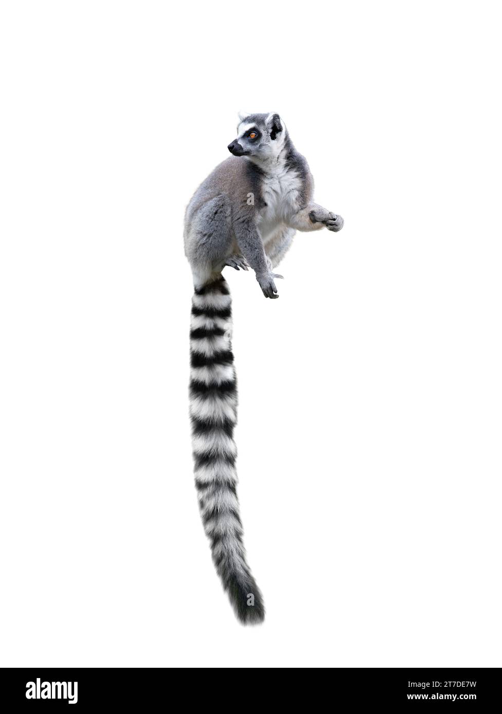 Ring tailed lemur Cut Out Stock Images & Pictures - Alamy