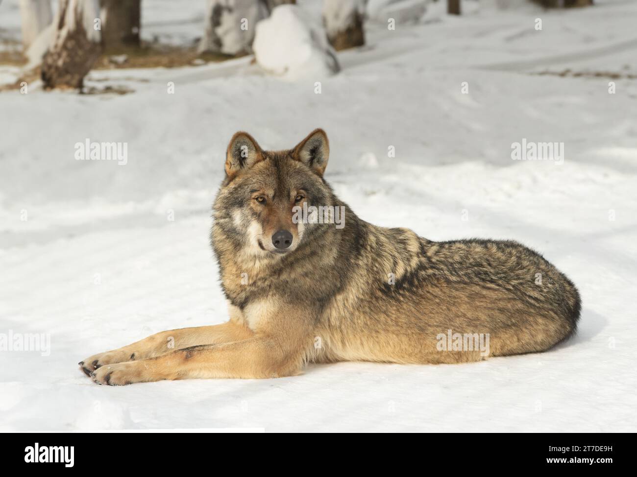 Gray wolf lies on the snow in the forest in sunny weather Stock Photo ...